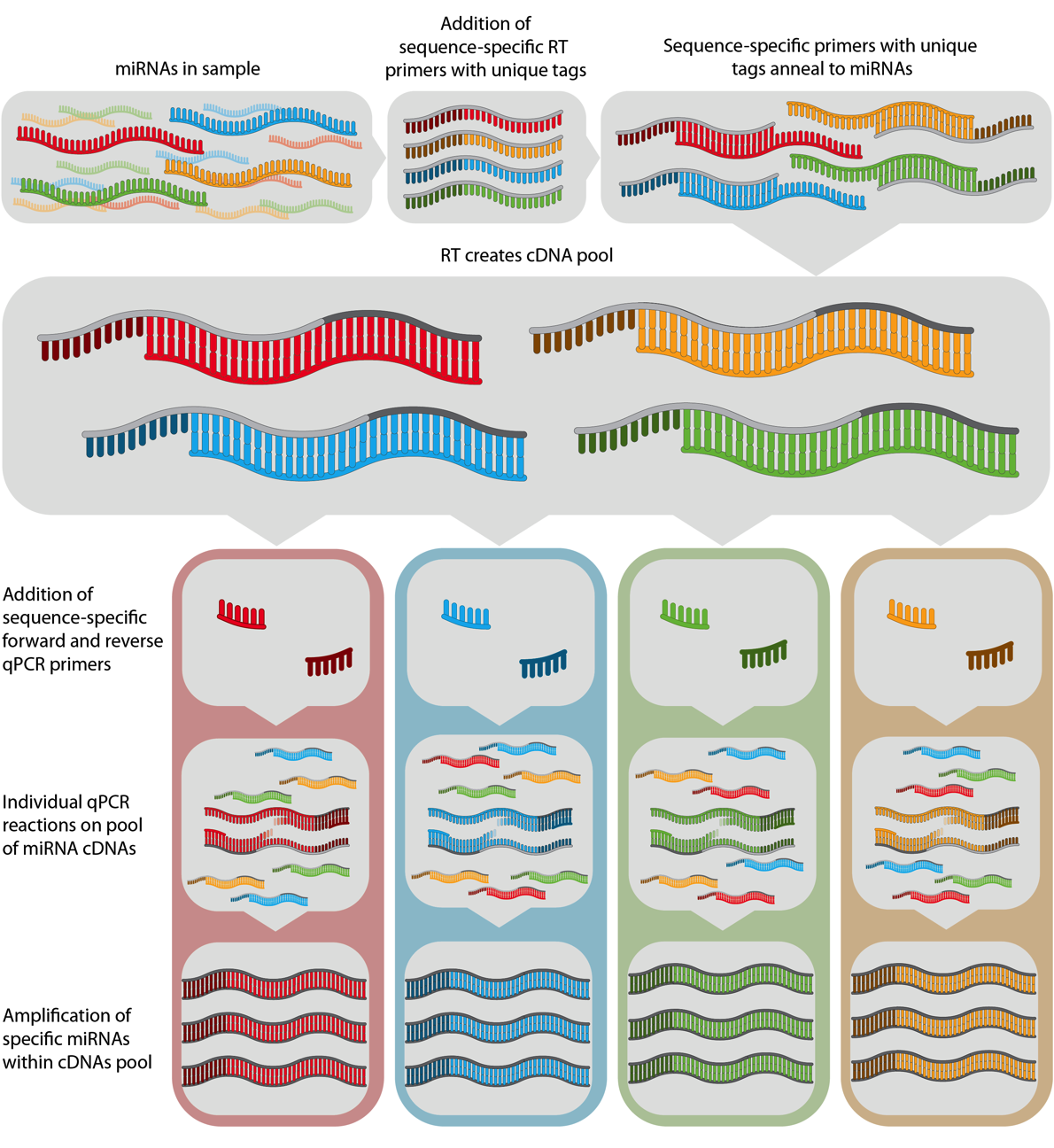 miRNA qPCR Assays - Canopy BioSciences miRNA qPCR Assays - Canopy BioSciences